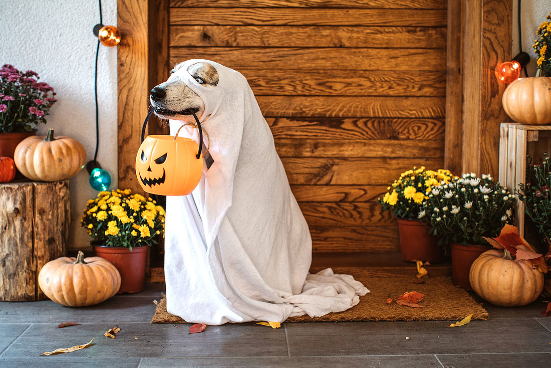 9 Tips to Stay Safe This Halloween - Better Report