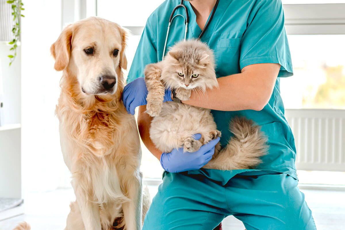 The Best Vet-Recommended Pet Products - Better Report